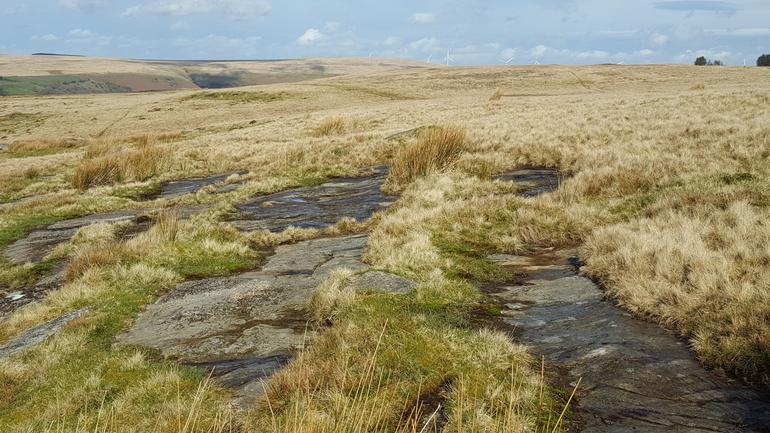 Acid Grassland – Celtic Wildflowers