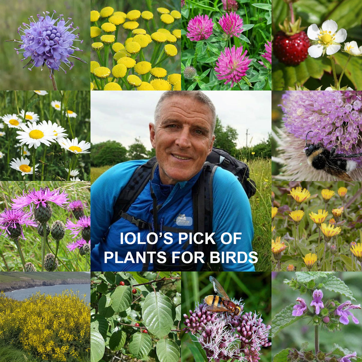 Iolo's Plants for Attracting Birds – Celtic Wildflowers