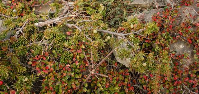 Wildflower Meadows, Greening Businesses, Pollinator Friendly Nursery – Celtic Wildflowers