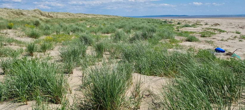 MARRAM Ammophila arenaria – Celtic Wildflowers