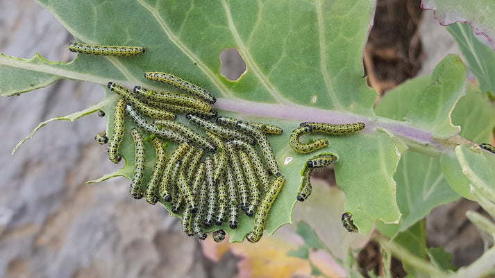 WILD CABBAGE Brassica oleracea – Celtic Wildflowers